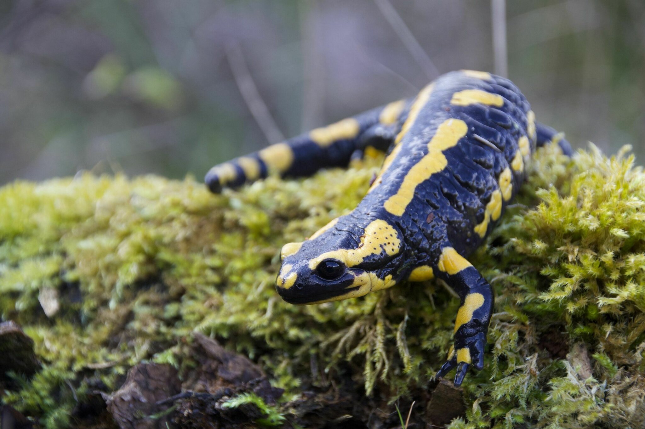 Artenschutz: Feuersalamander vom Aussterben bedroht - Rhein-Sieg