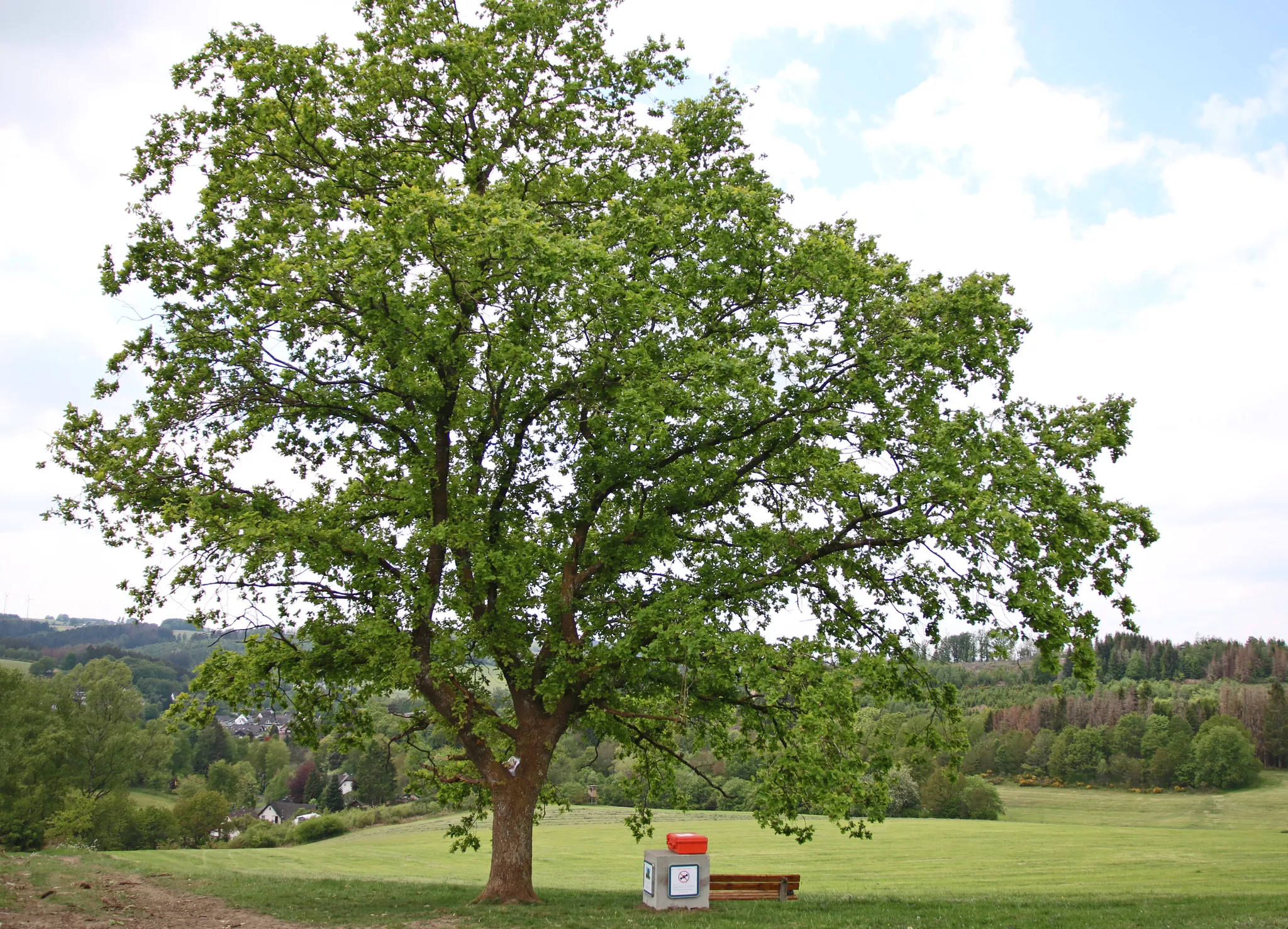 Zauberbaum: Trubel am Zauberbaum - Reichshof