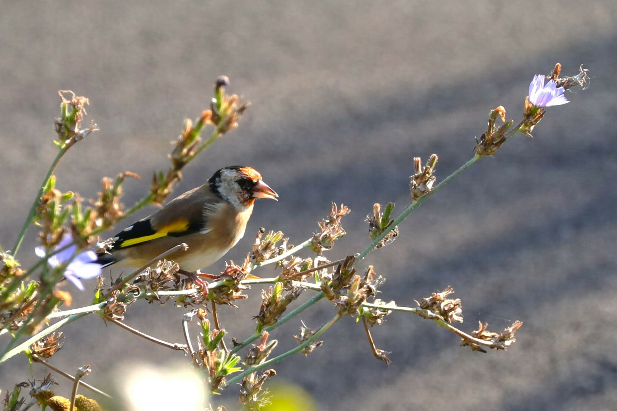 Stieglitze im Garten: Stieglitze bedienten sich im Garten - Windeck