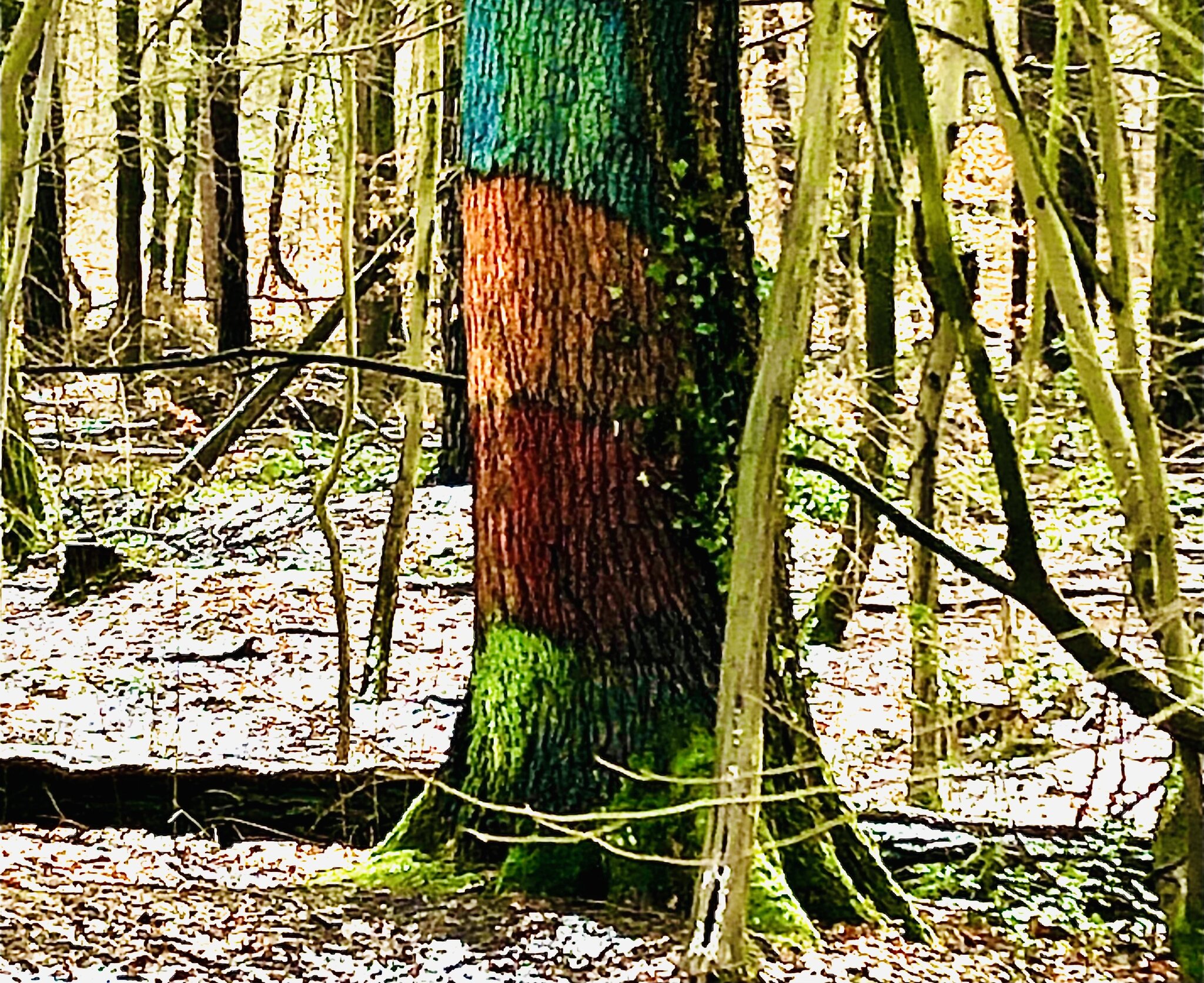 Alanus Hochschule: Öffentliche Vorlesungen machen "Lust auf Wald" - Alfter