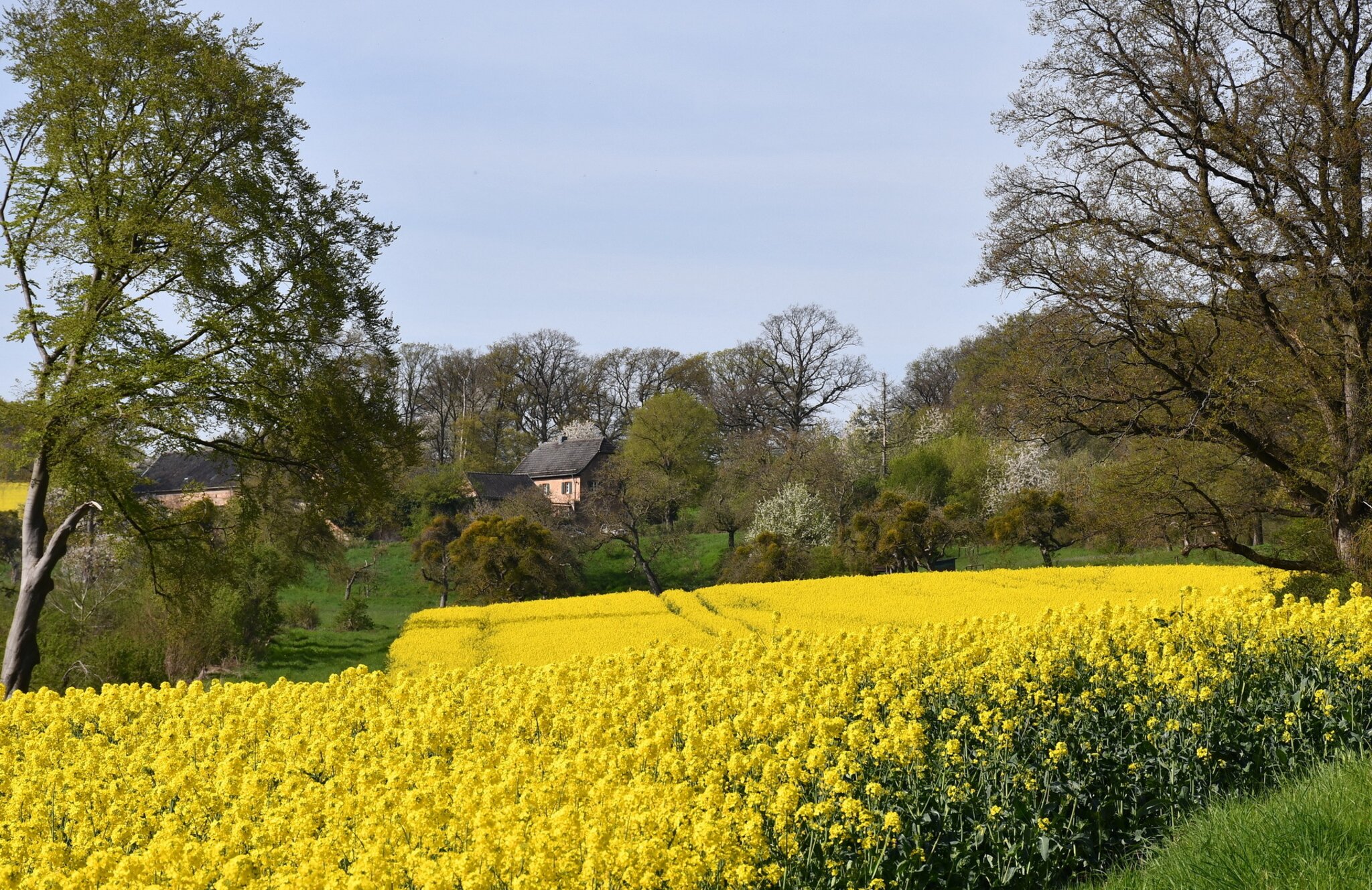 Positive Prognose: Gute Ernte für Imker und Bauern in Aussicht - Euskirchen