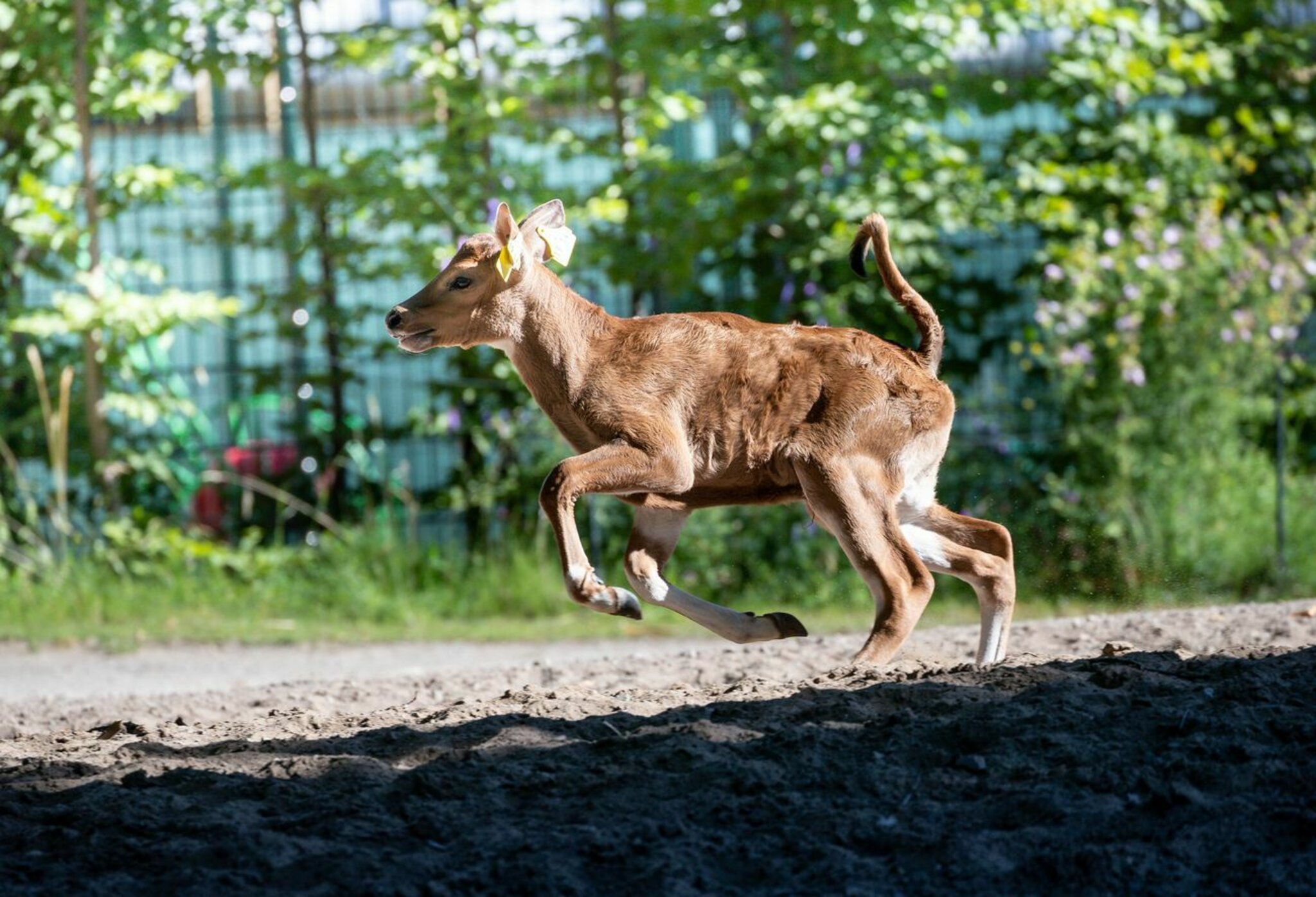 Zoo freut sich über Nachwuchs und Erbschaft: Zuchterfolg: Es ist ein ...