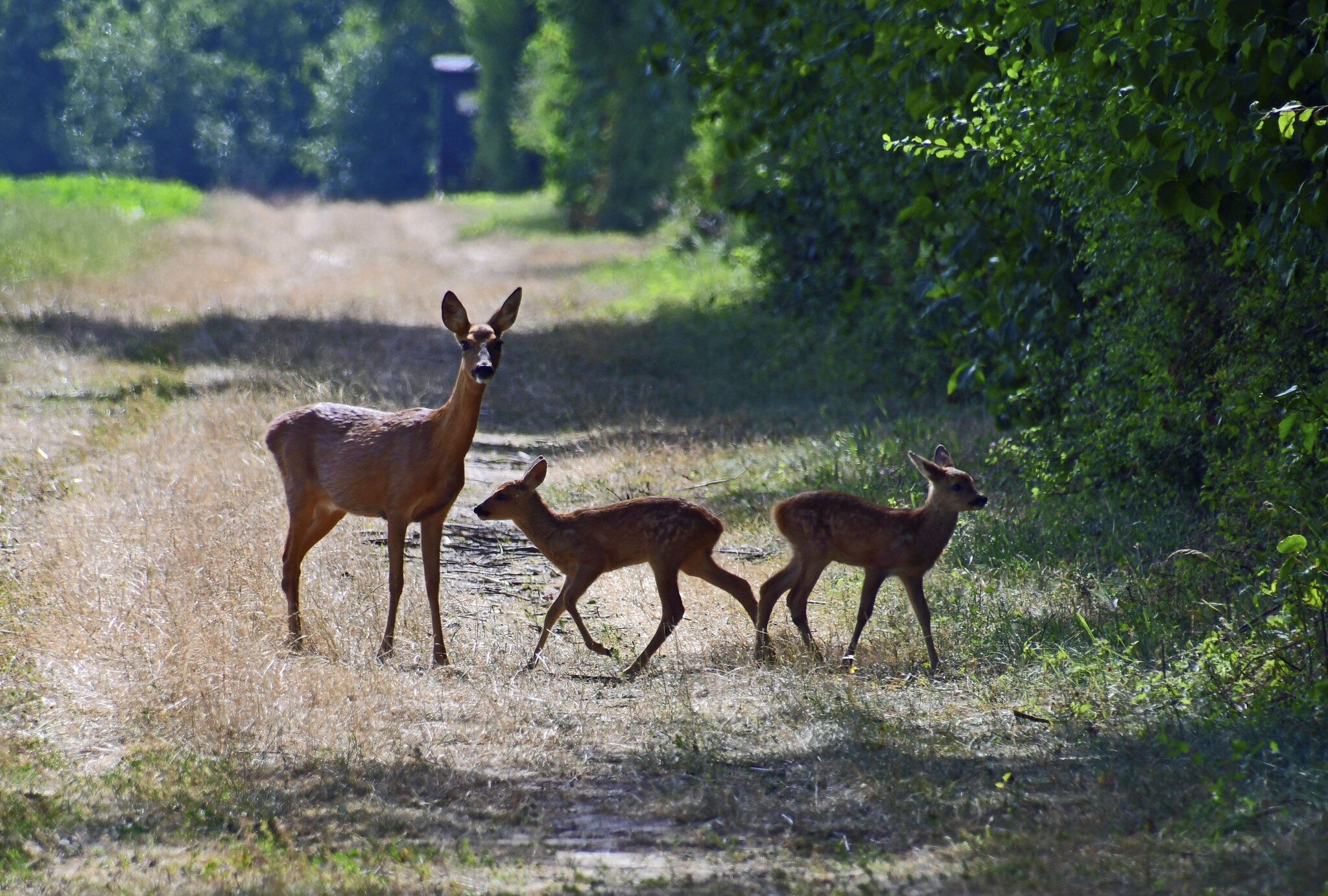 Ricke und Kitze: Rehwildfamilie begegnete dem Fotografen - Bedburg