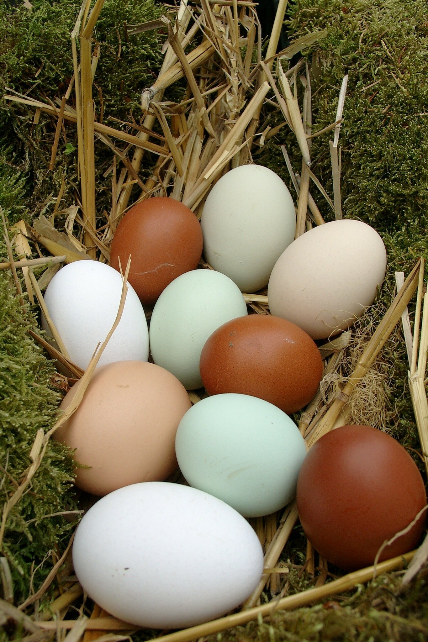 Hühner sorgen für bunte Eier: Natürliche Farbgebungen - Oberberg