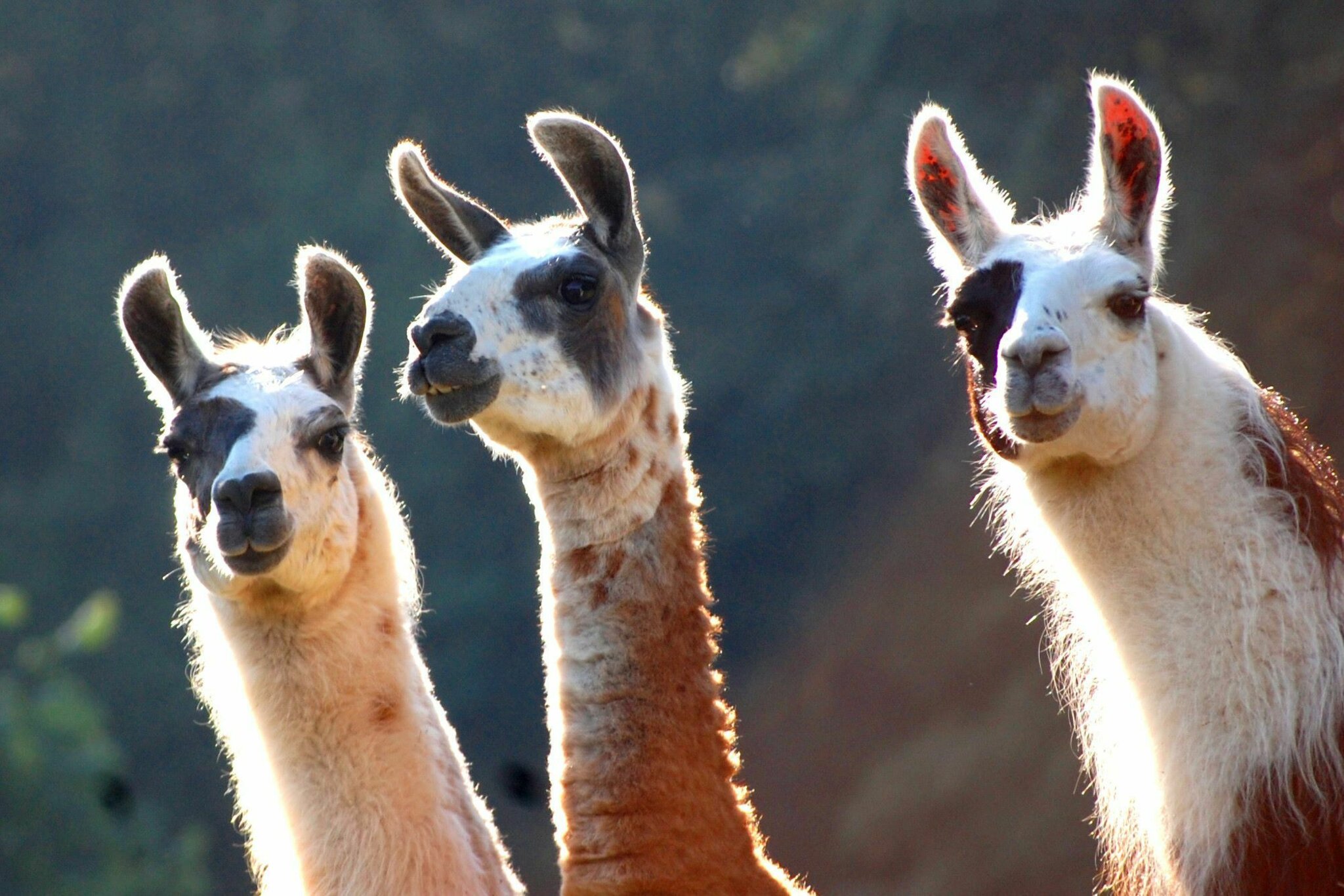 Haus Dahl: Lamas zum Saisonstart: Aktionen am Ostermontag - Marienheide