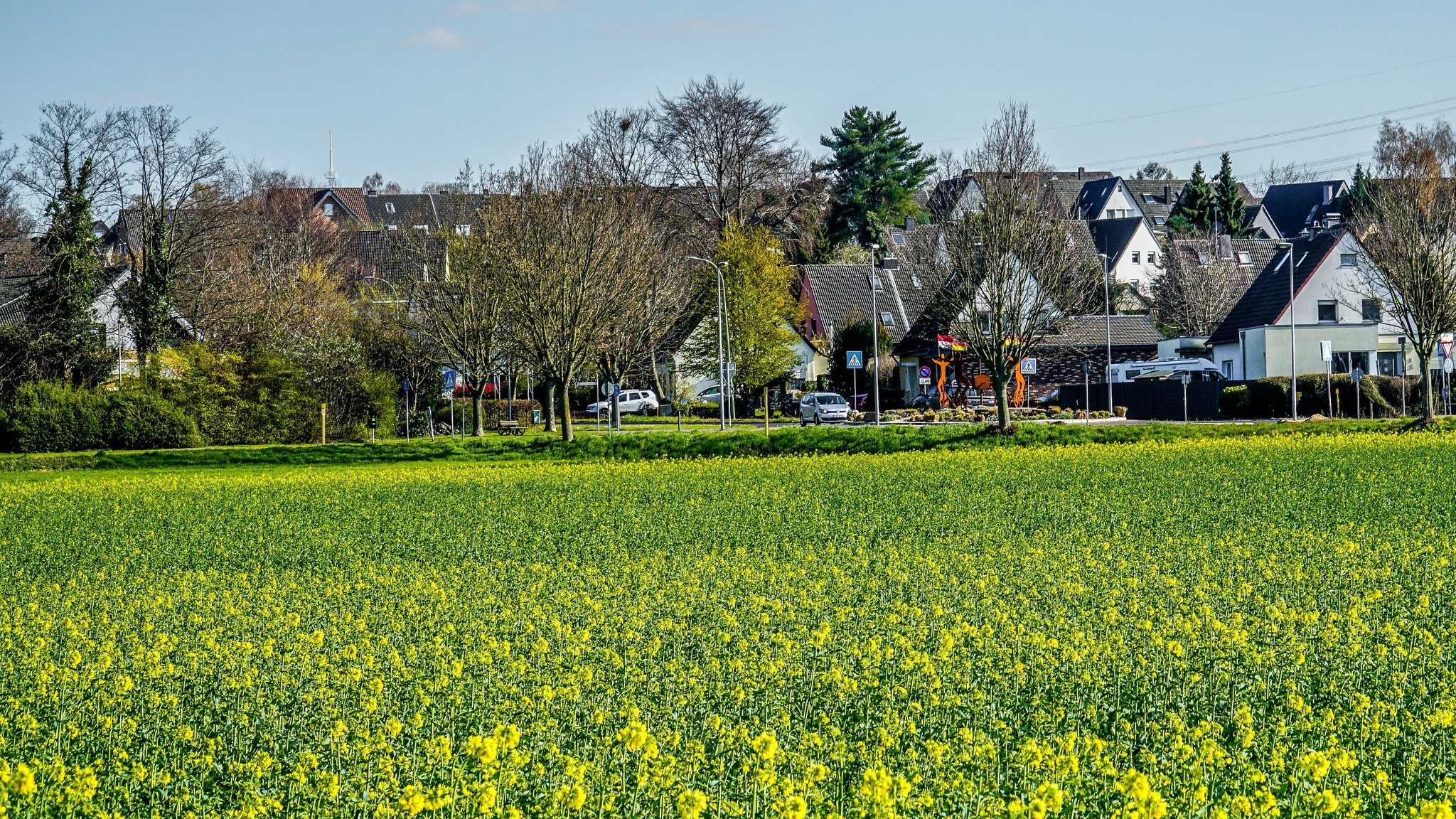 Felder: Der Raps blüht - Bergheim