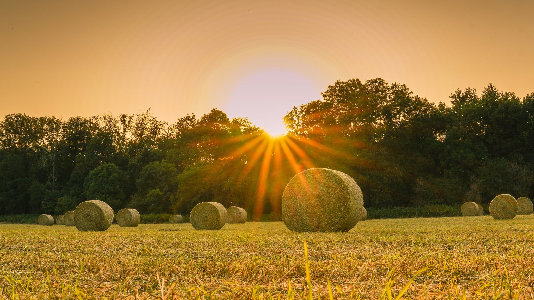 Die Ernte hat begonnen
