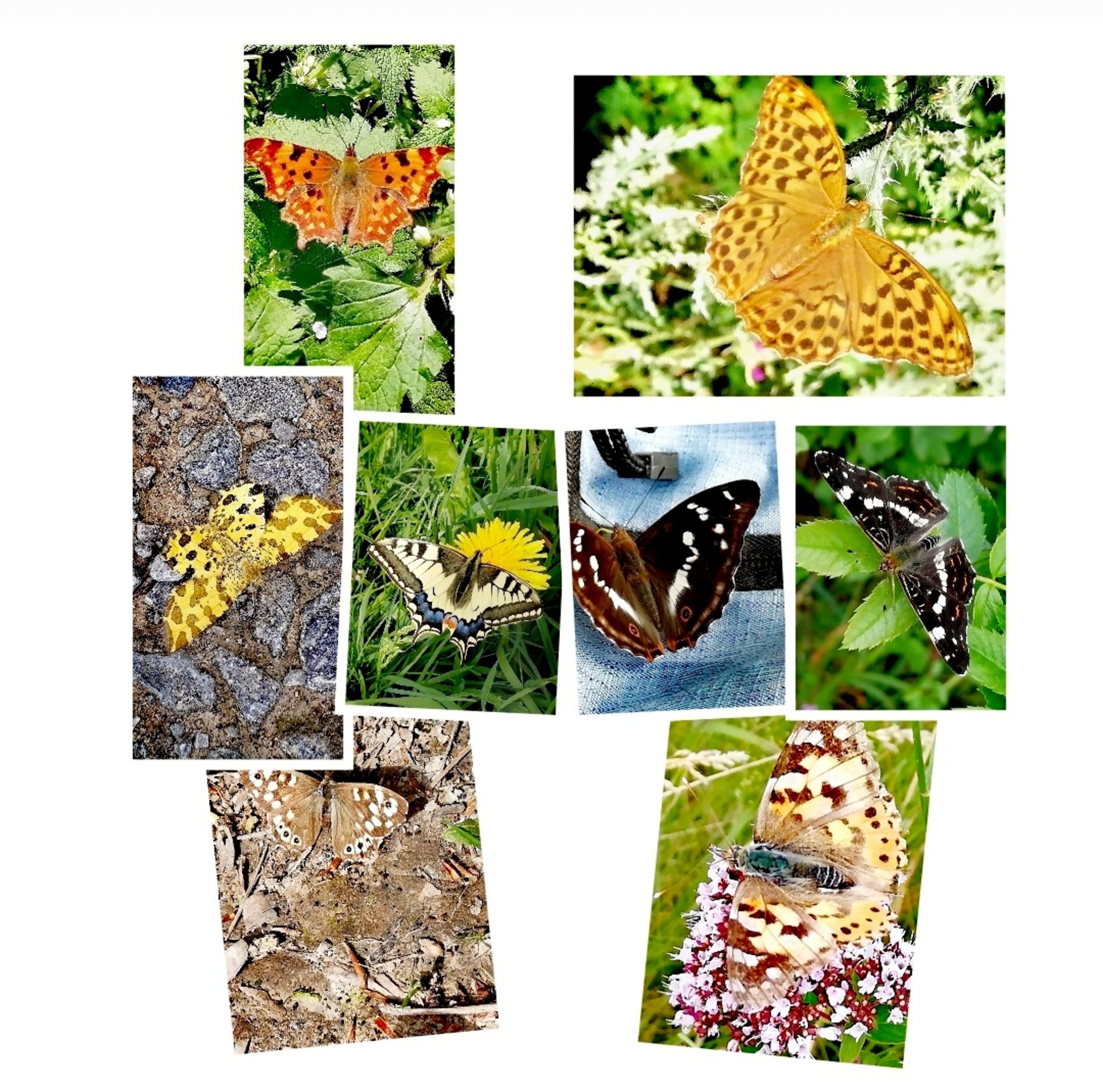 Die Vielfalt der heimischen Schmetterlinge.