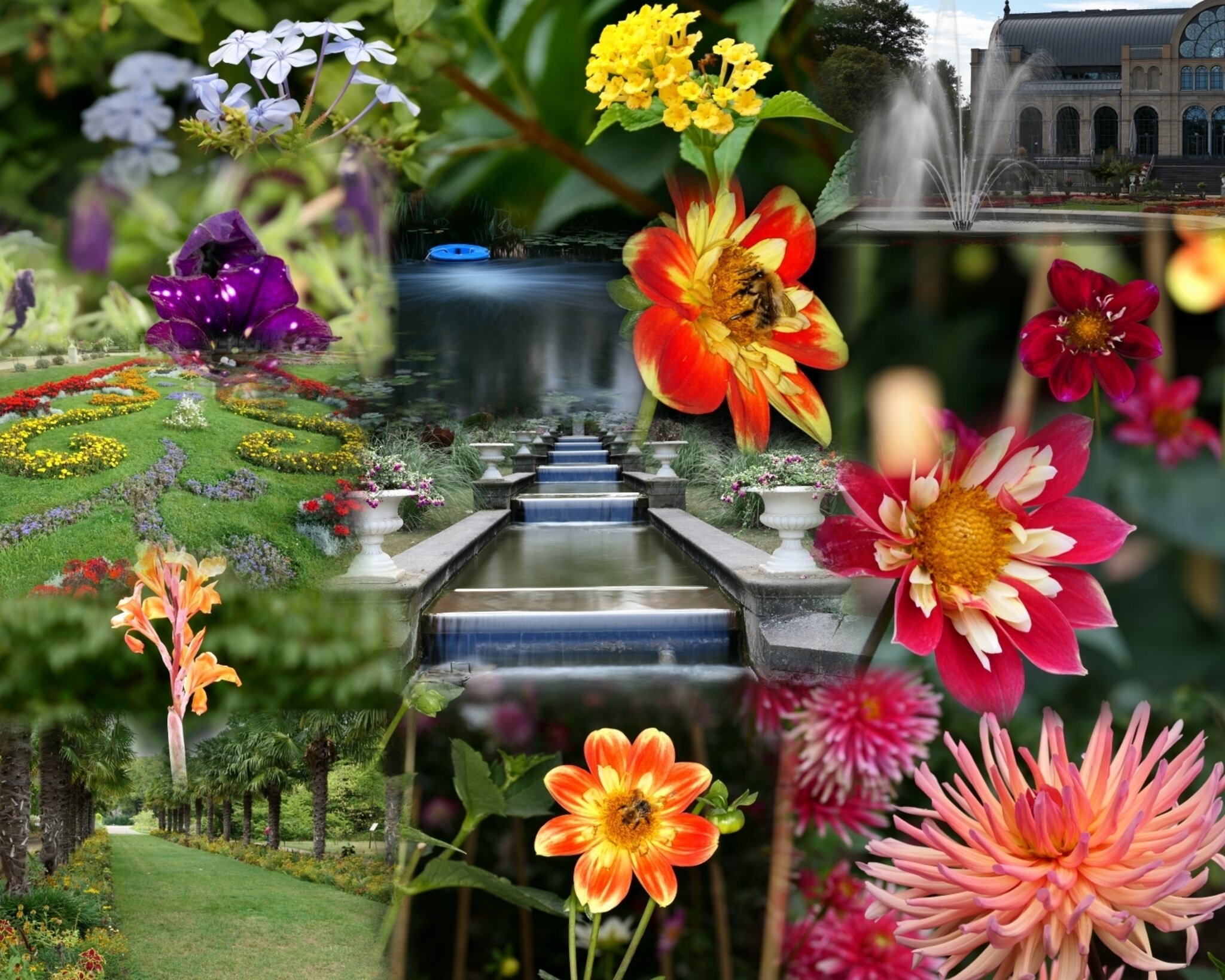 Dahlienblüte in der Flora